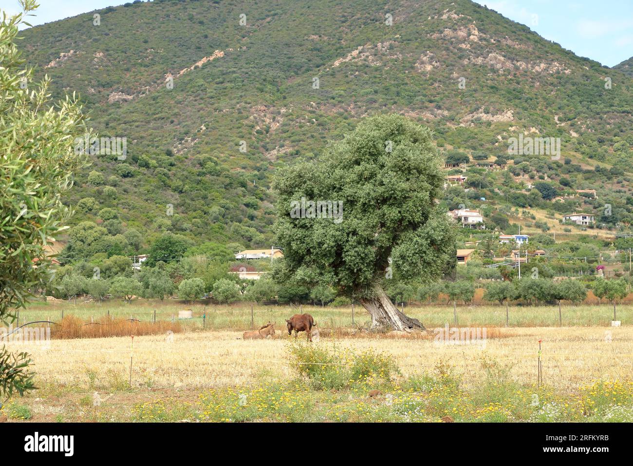 Donkey albino hi-res stock photography and images - Alamy