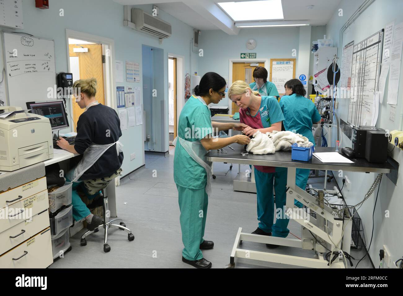 Veterinary operation hi-res stock photography and images - Alamy