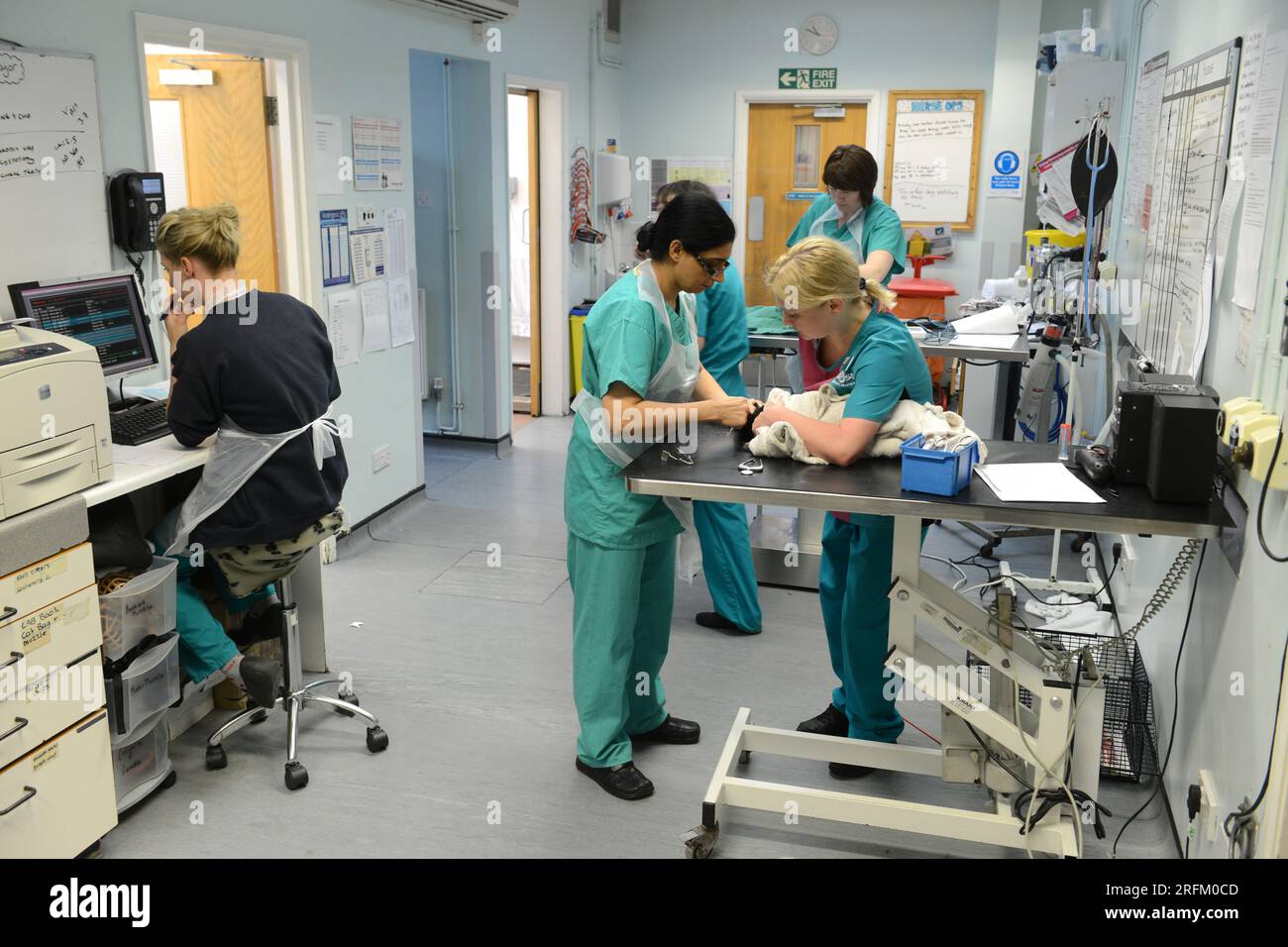 Animal hospital cat at vet operation hi-res stock photography and ...