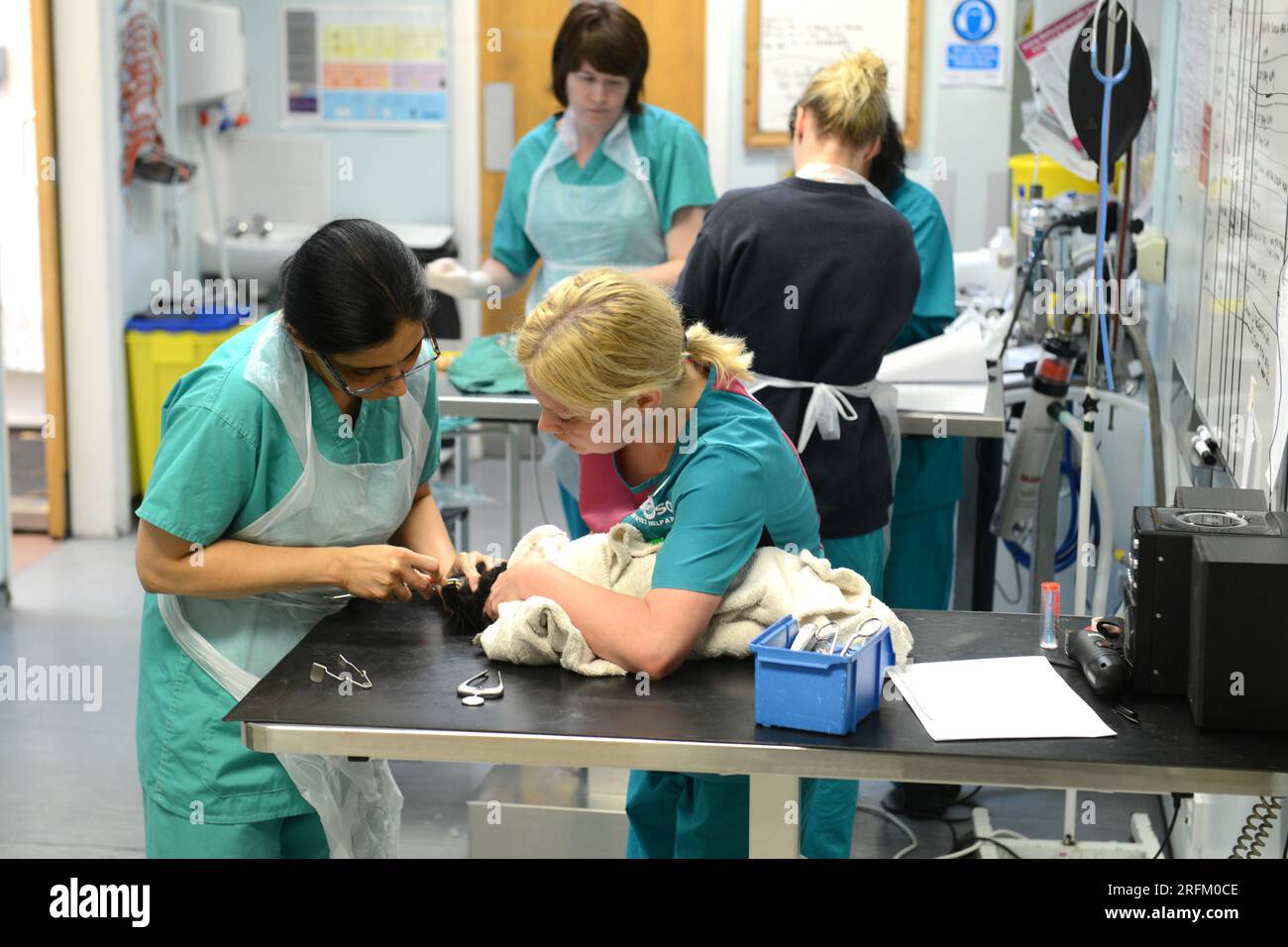 Veterinary operation hi-res stock photography and images - Alamy