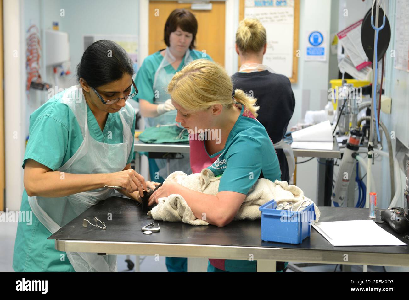 Animal hospital cat at vet operation hi-res stock photography and ...