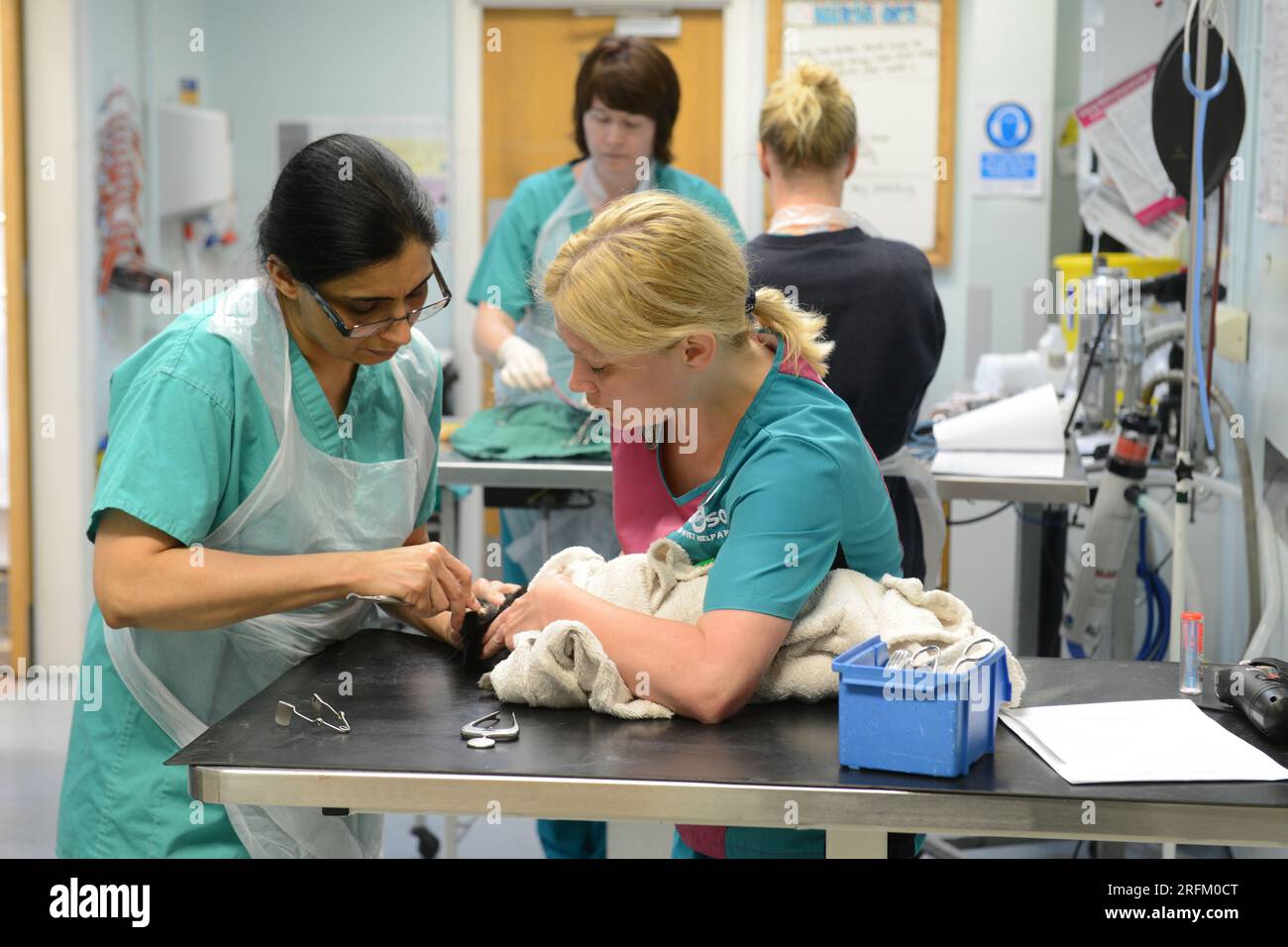 Veterinary operation hi-res stock photography and images - Alamy