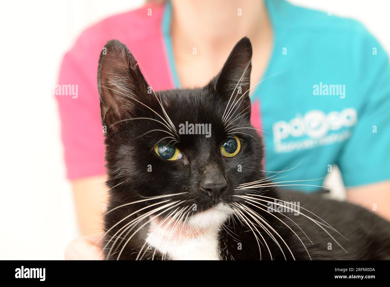 Pet cat examined by veterinary nurse at PDSA animal hospital Stock ...