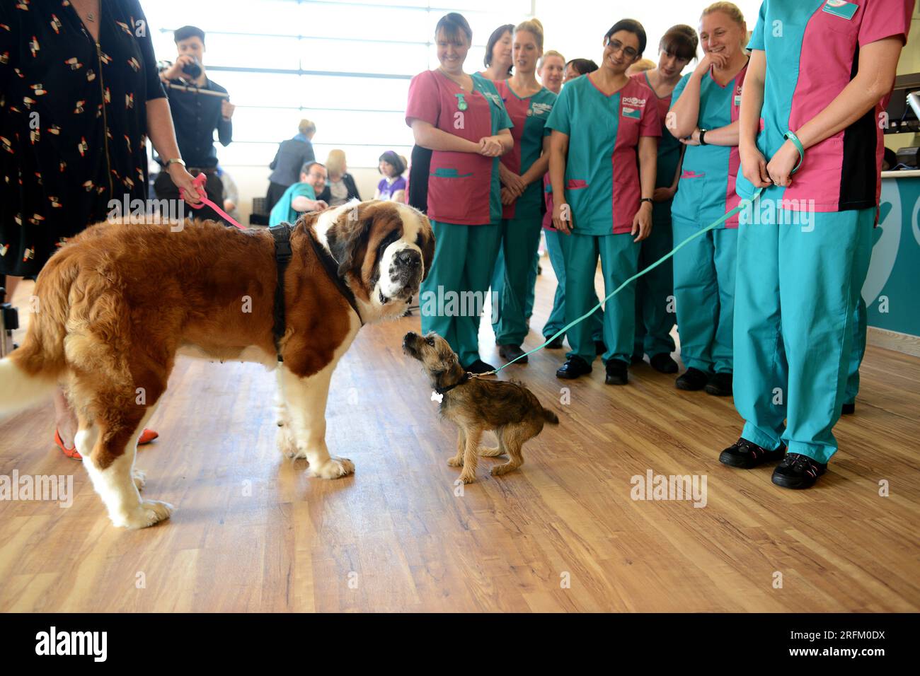 Little and large dogs waiting at PDSA veterinary clinic Stock Photo - Alamy