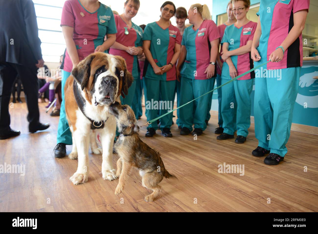 Little and large dogs waiting at PDSA veterinary clinic Stock Photo - Alamy
