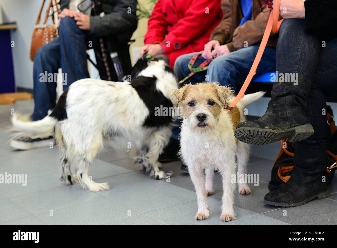 Pdsa dog hi-res stock photography and images - Alamy