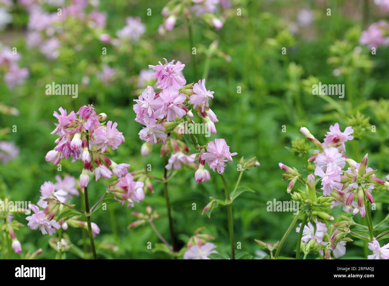 Pink ornamental double soapwort, Saponaria officinalis, flower heads ...