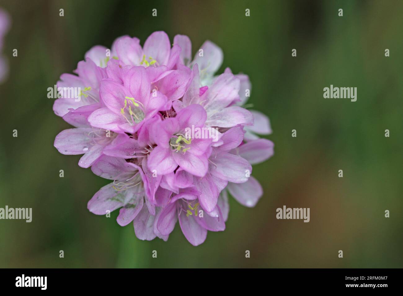 Cluster of pink thrift, Armeria maritima, flowers in close up with a ...