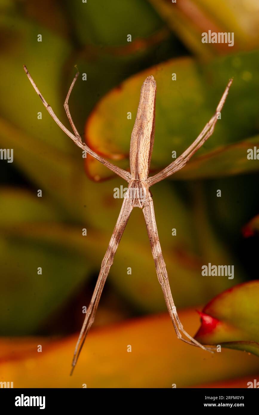 Rufous net-casting Spider, Deinopsis subrufa, daytime resting pose ...