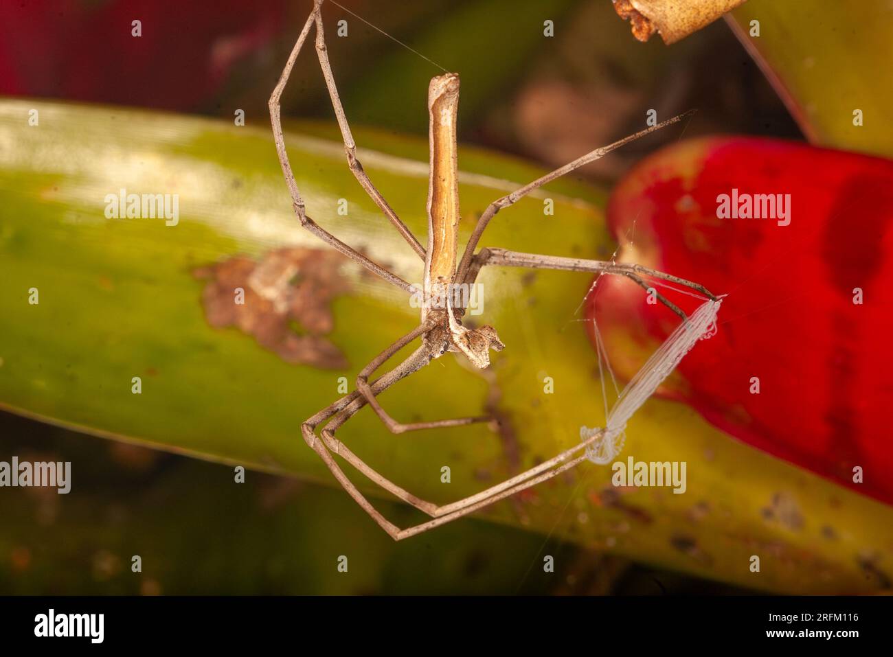 Rufous net-casting Spider, Deinopsis subrufa,with Net, Malanda ...