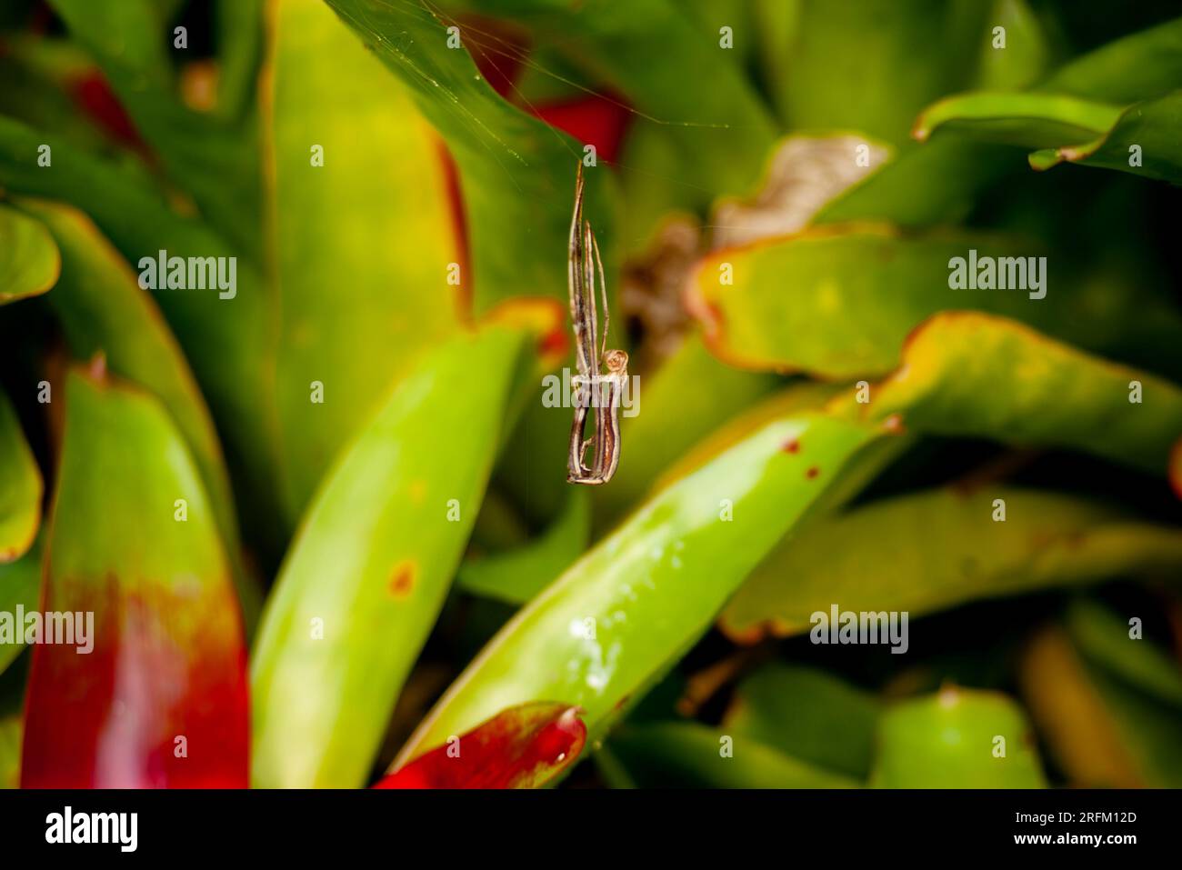 Rufous net-casting Spider, Deinopsis subrufa, molting sequence ...