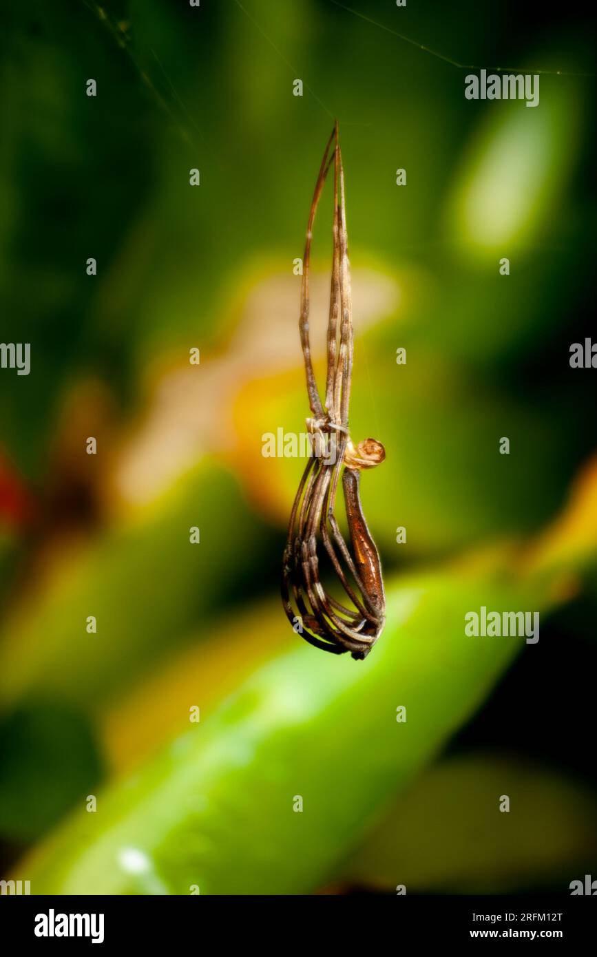 Rufous net-casting Spider, Deinopsis subrufa, molting sequence ...