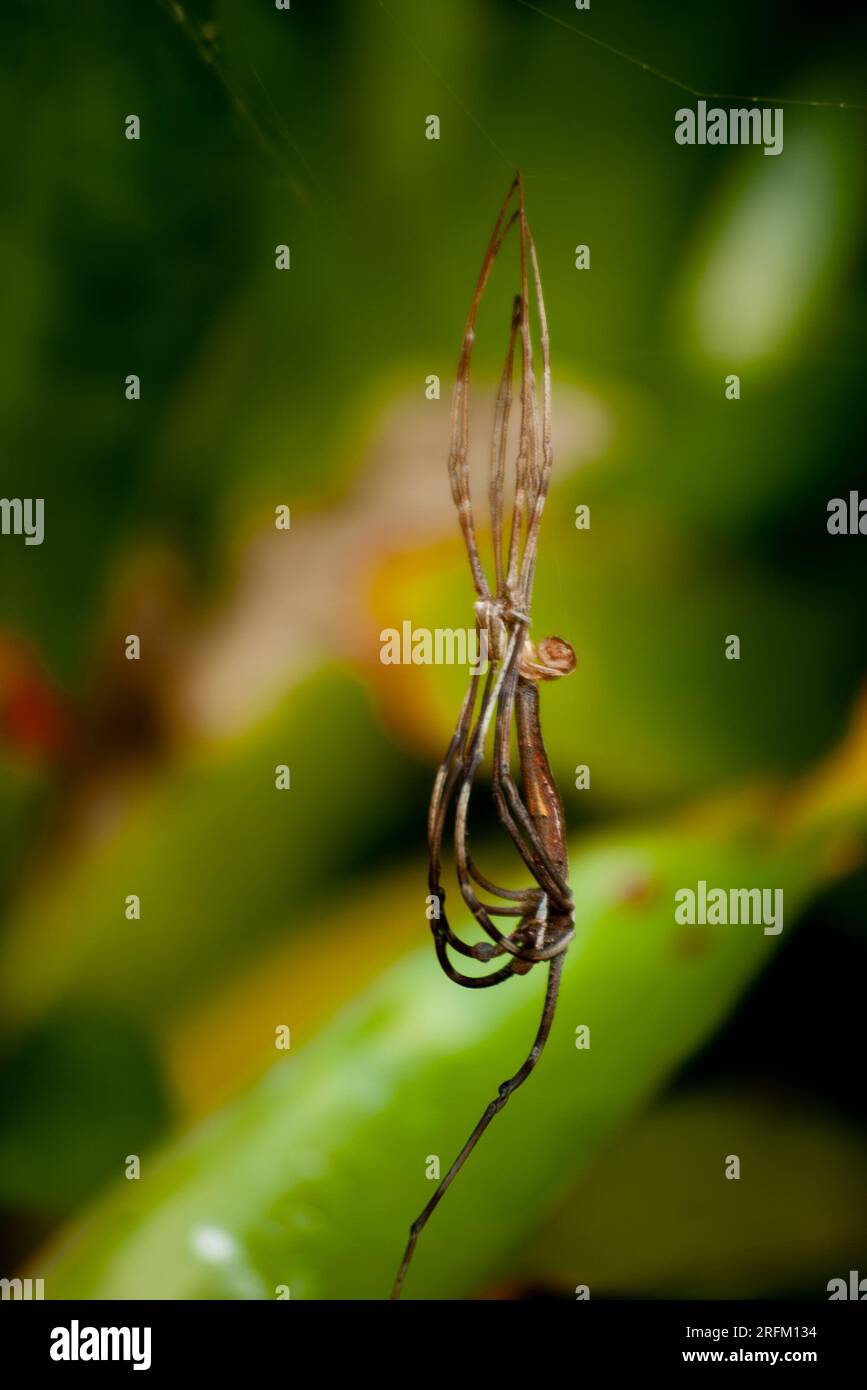 Rufous net-casting Spider, Deinopsis subrufa, molting sequence ...