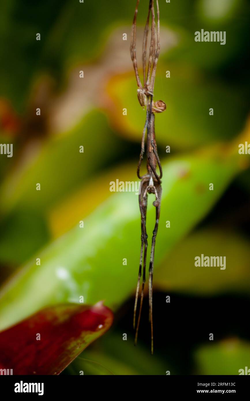 Rufous net-casting Spider, Deinopsis subrufa, molting sequence ...
