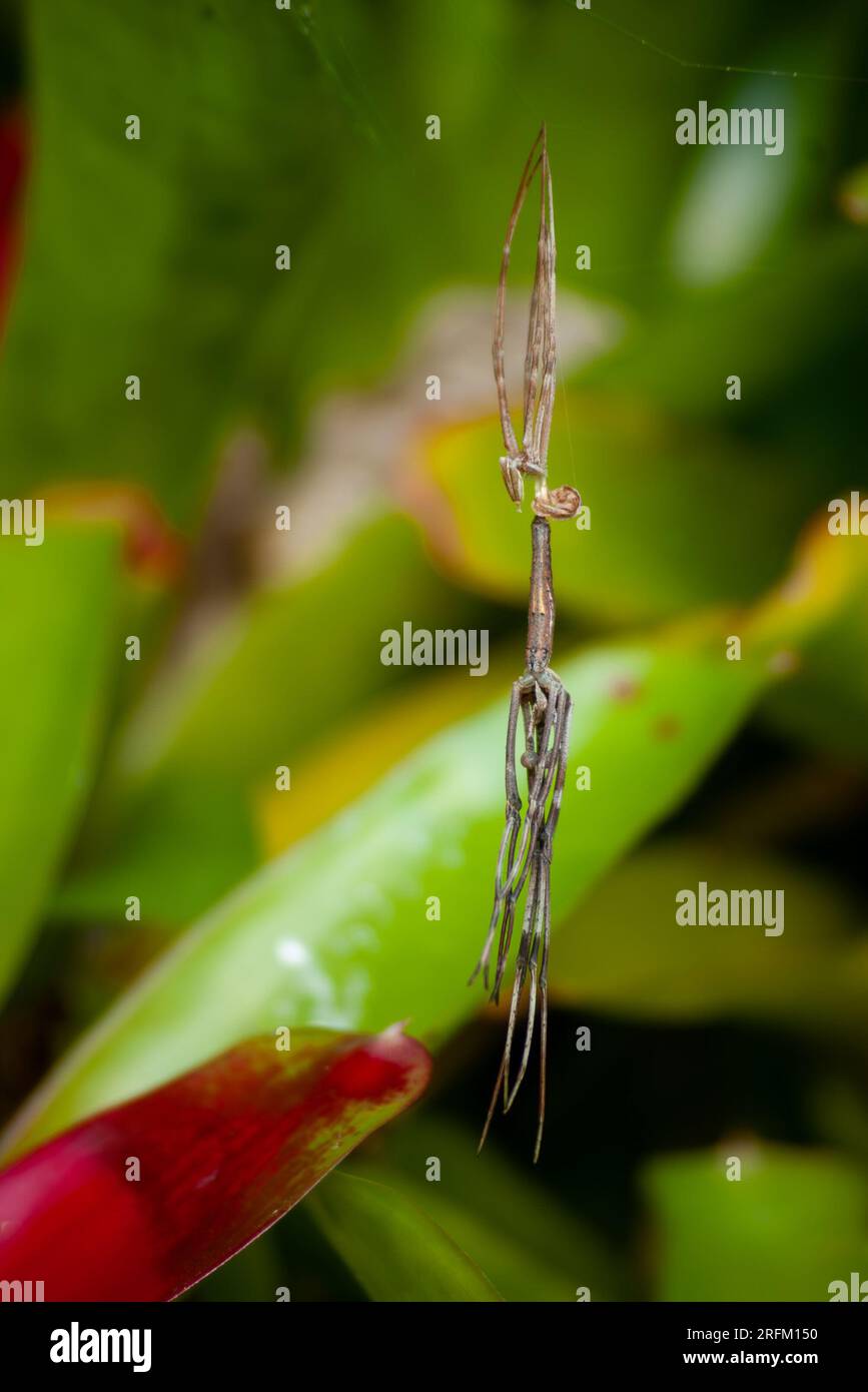 Rufous net-casting Spider, Deinopsis subrufa, molting sequence ...
