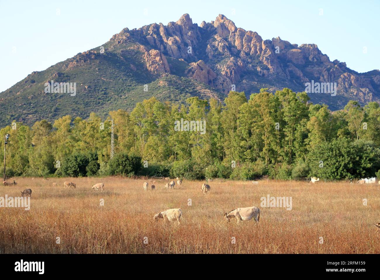 Smart donkey hi-res stock photography and images - Alamy