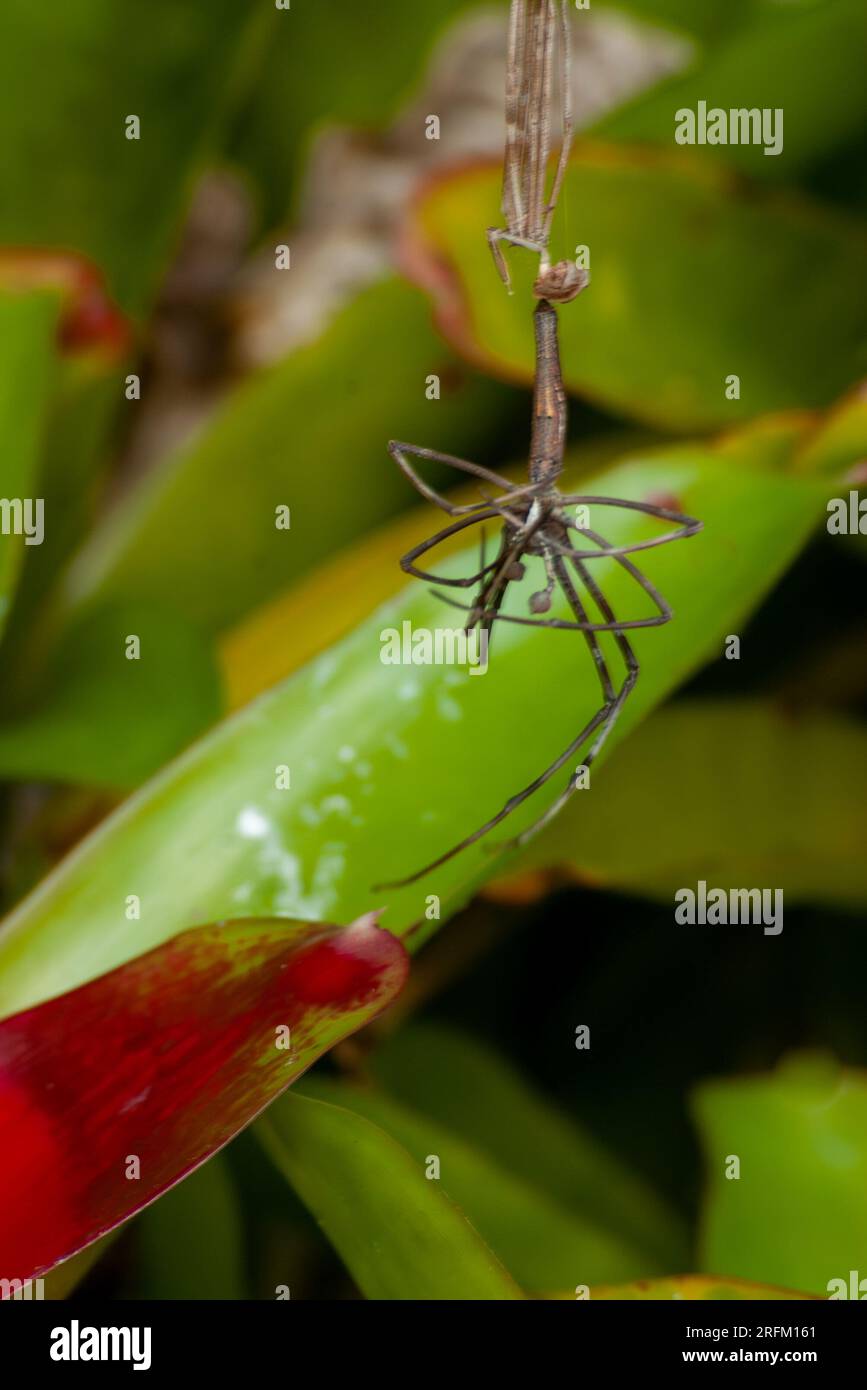 Rufous net-casting Spider, Deinopsis subrufa, molting sequence ...