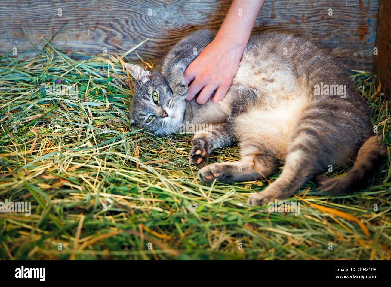 Belly scratch hi-res stock photography and images - Alamy