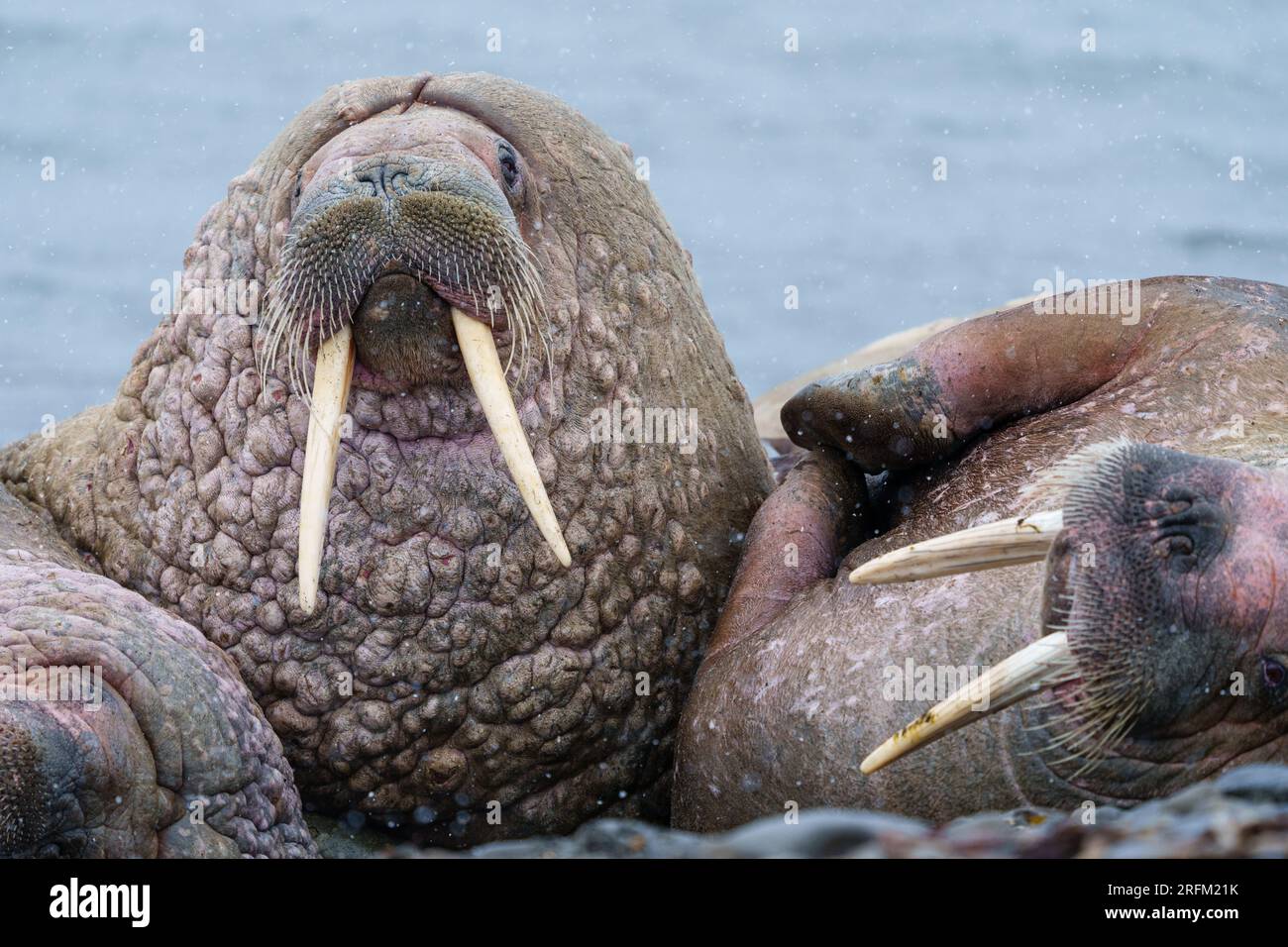 Walruses lying on a beach in Svalbard Stock Photo - Alamy