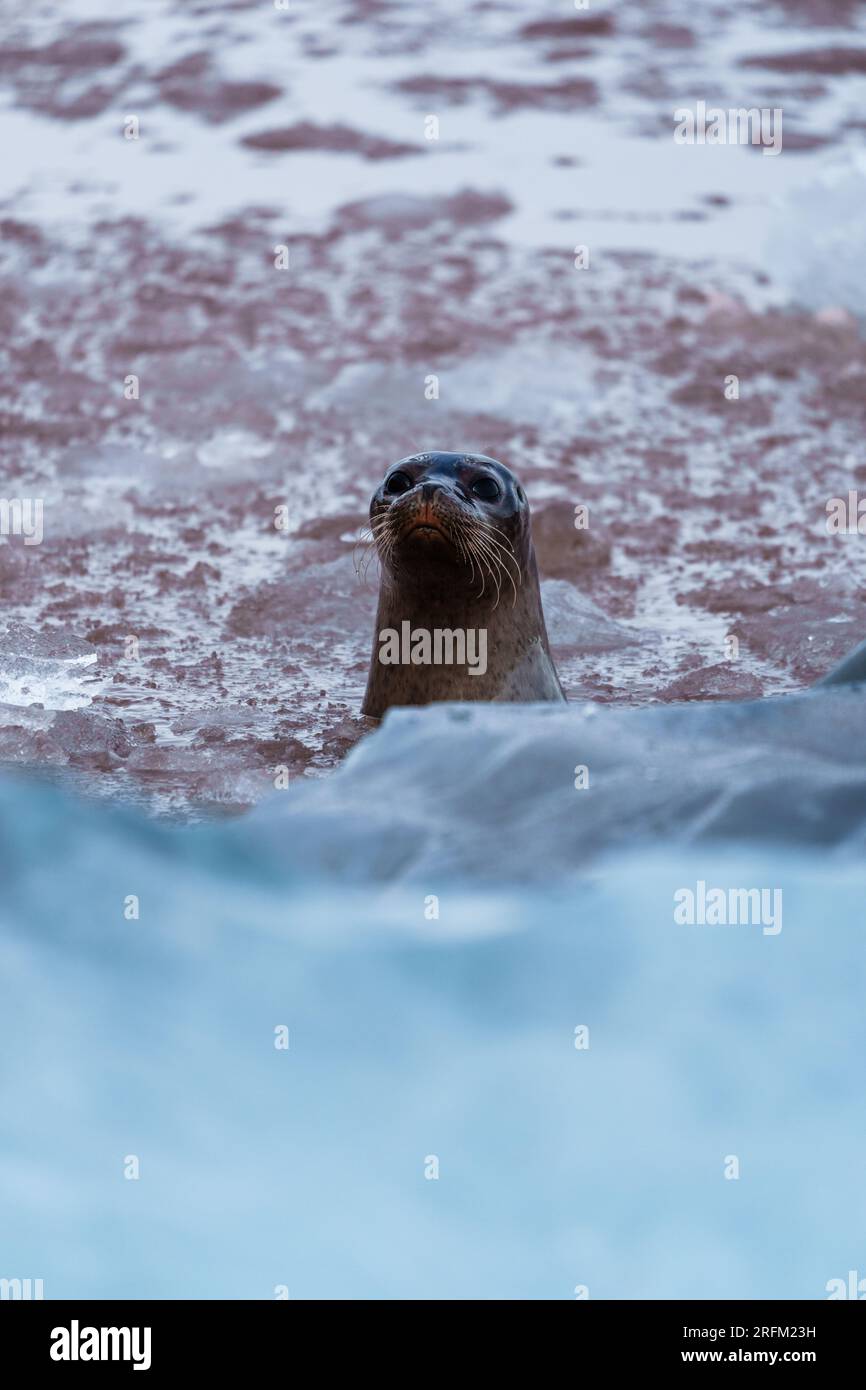 Seal in the arctic water in Svalbard Stock Photo - Alamy