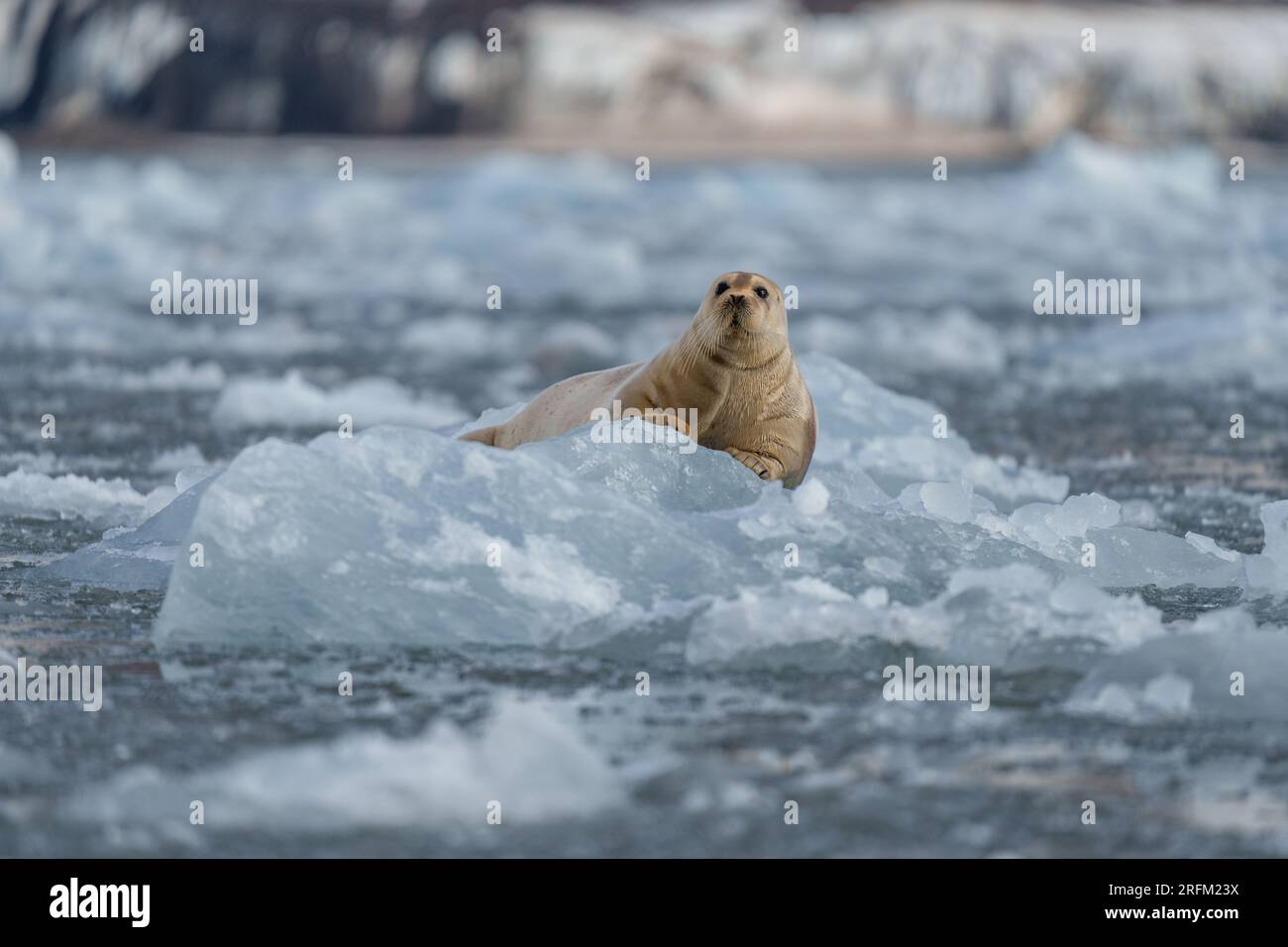 Seal in the arctic water in Svalbard Stock Photo - Alamy