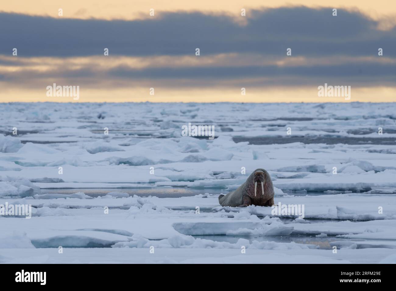 Walrus laying on ice floe in the arctic wilderness of Svalbard Stock ...