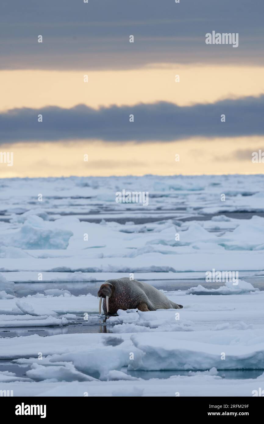 Walrus laying on ice floe in the arctic wilderness of Svalbard Stock ...