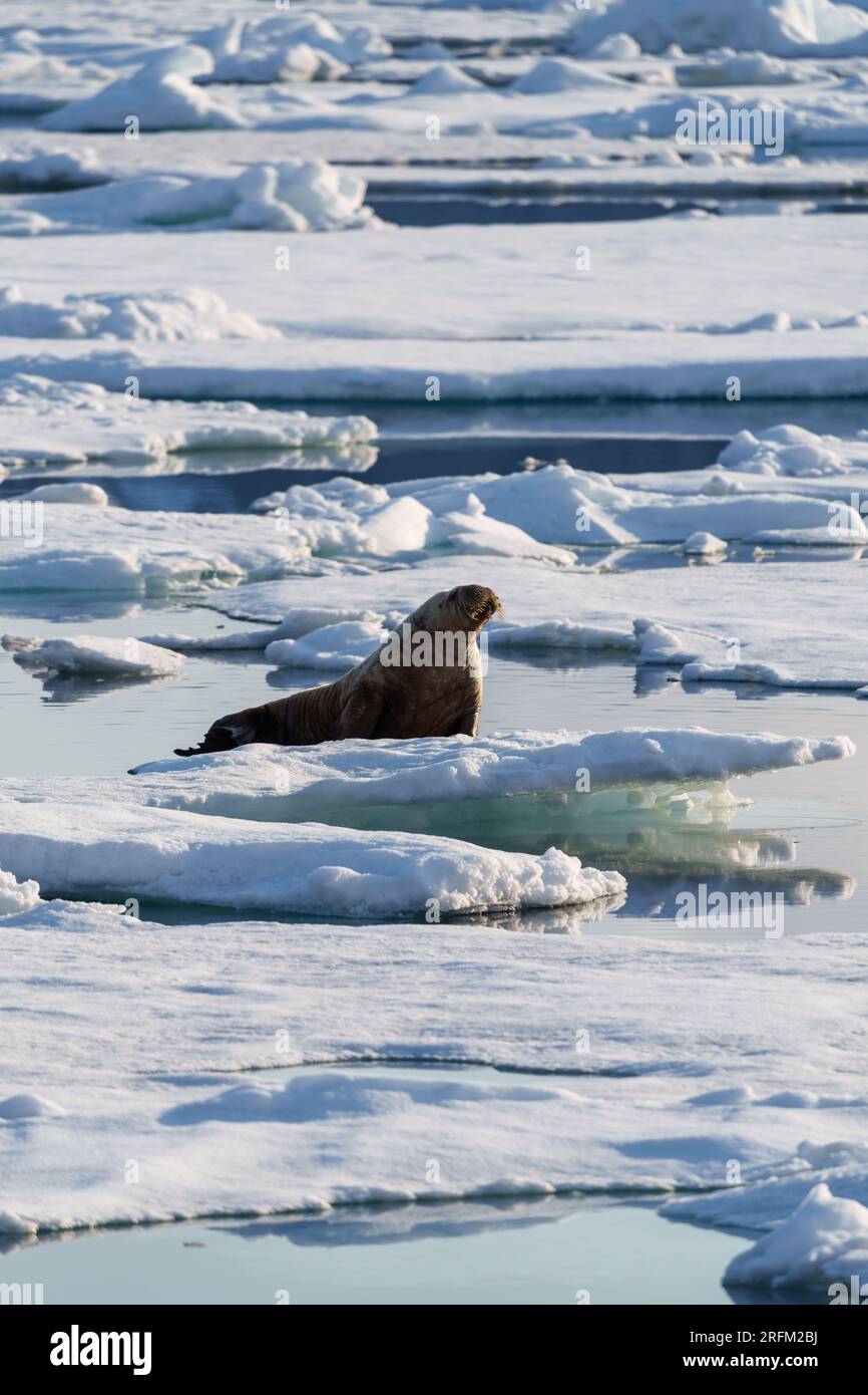 Walrus laying on ice floe in the arctic wilderness of Svalbard Stock ...