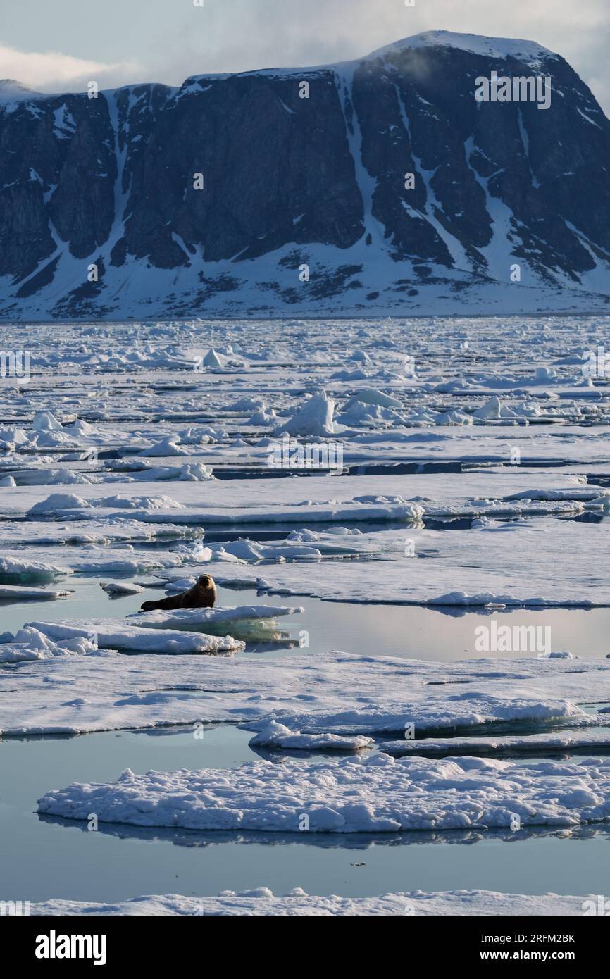 Walrus laying on ice floe in the arctic wilderness of Svalbard Stock ...