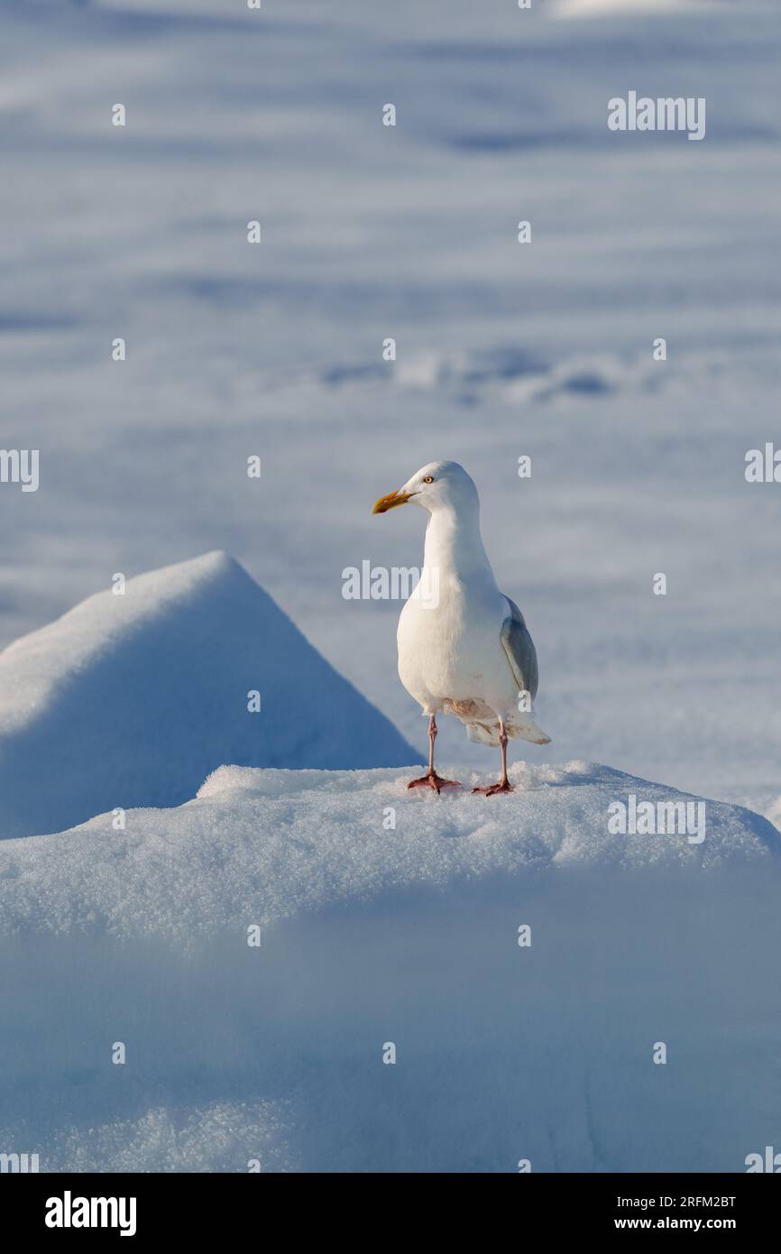 Sitting on ice hi-res stock photography and images - Alamy