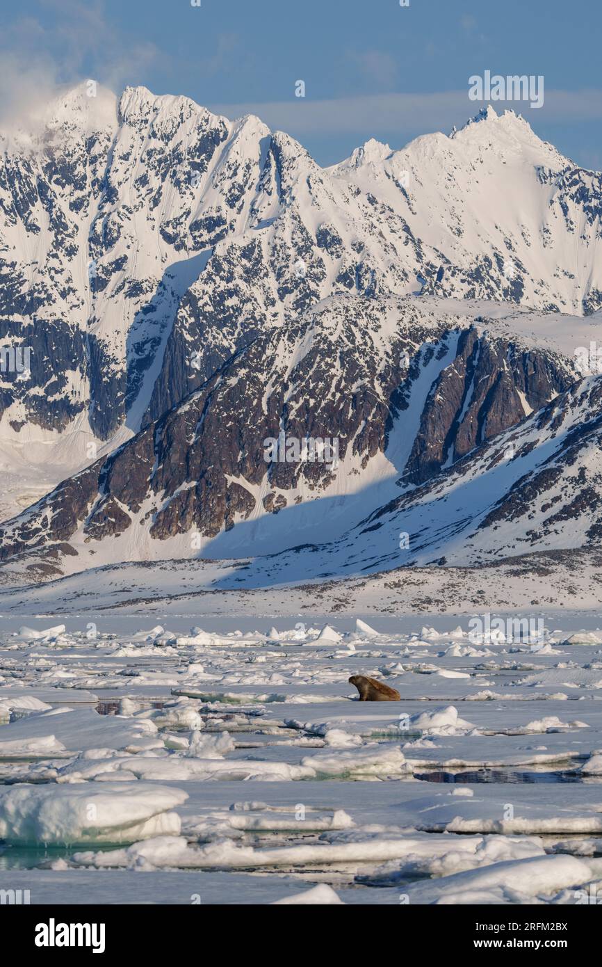 Walrus laying on ice floe in the arctic wilderness of Svalbard Stock ...