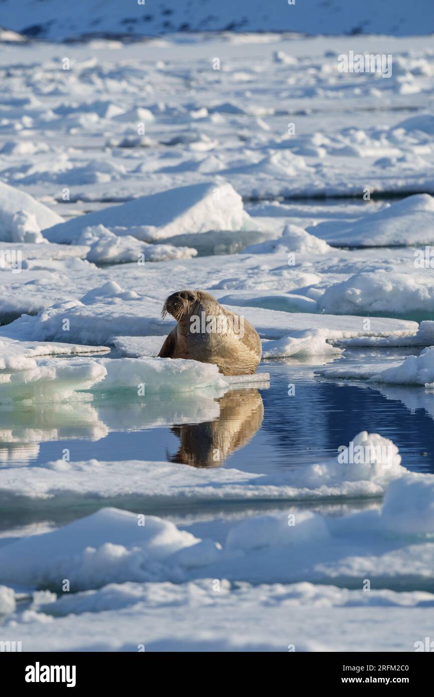 Walrus laying on ice floe in the arctic wilderness of Svalbard Stock ...