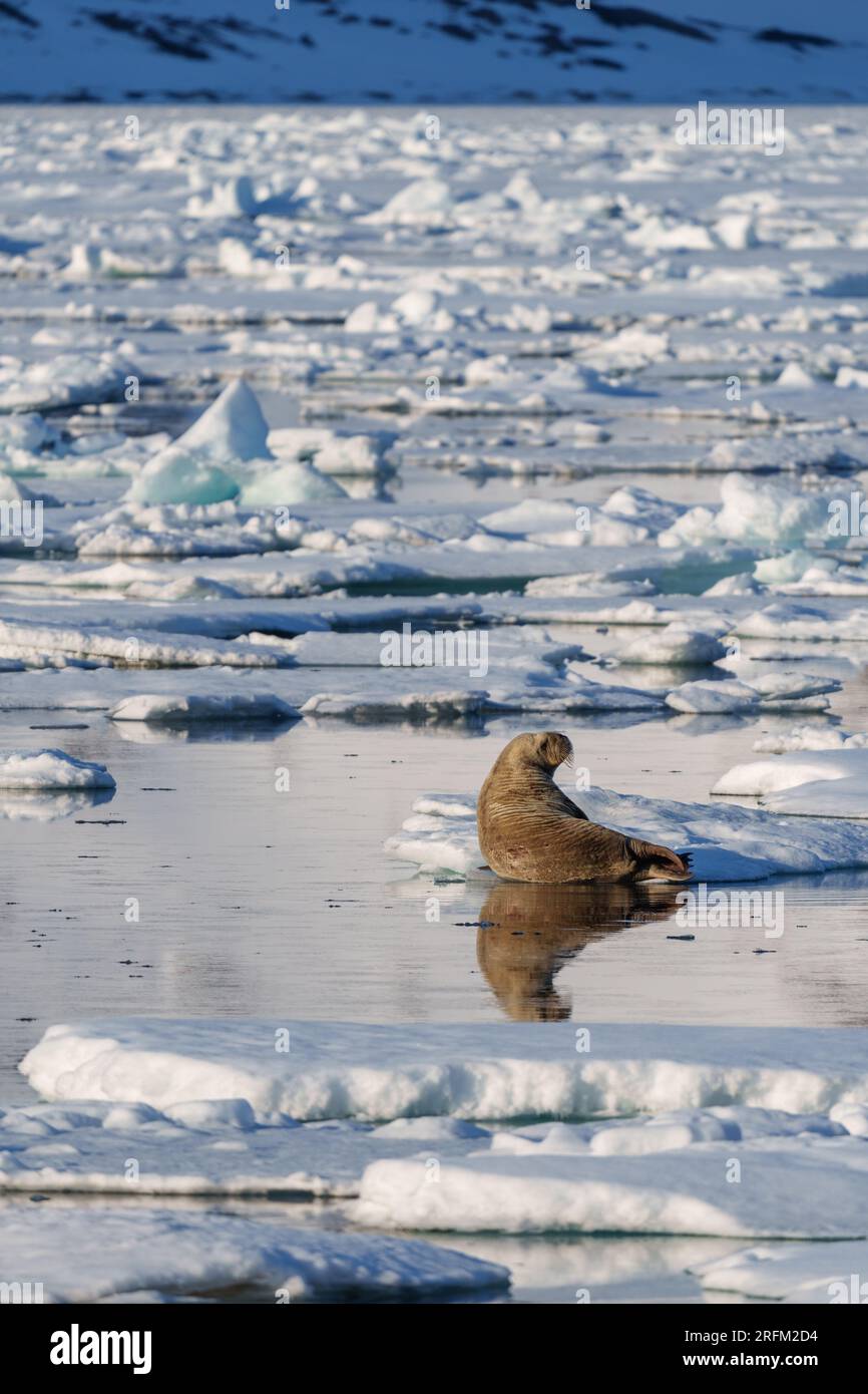 Walrus laying on ice floe in the arctic wilderness of Svalbard Stock ...