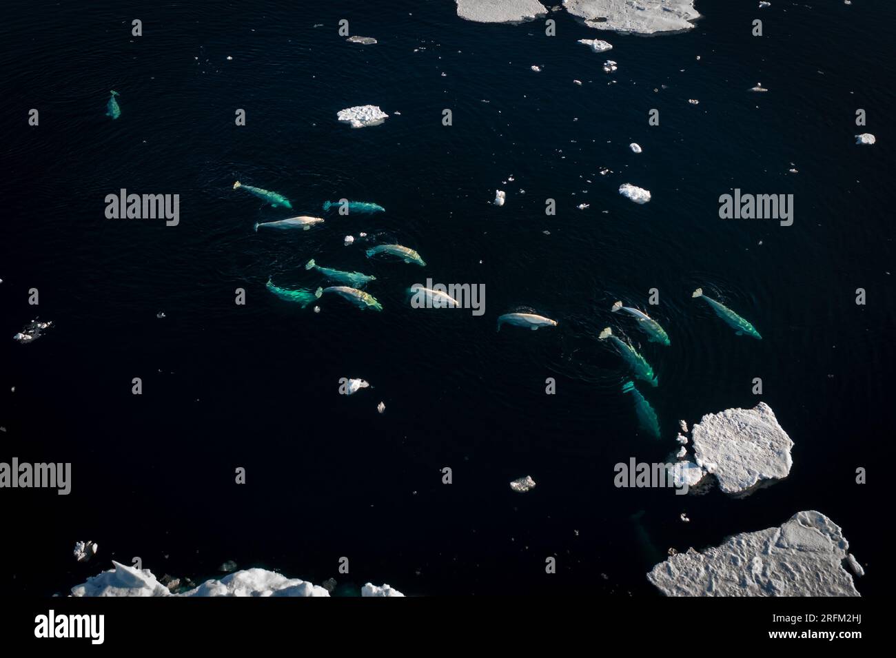 Drone shot of Beluga whales diving in between ice Stock Photo - Alamy