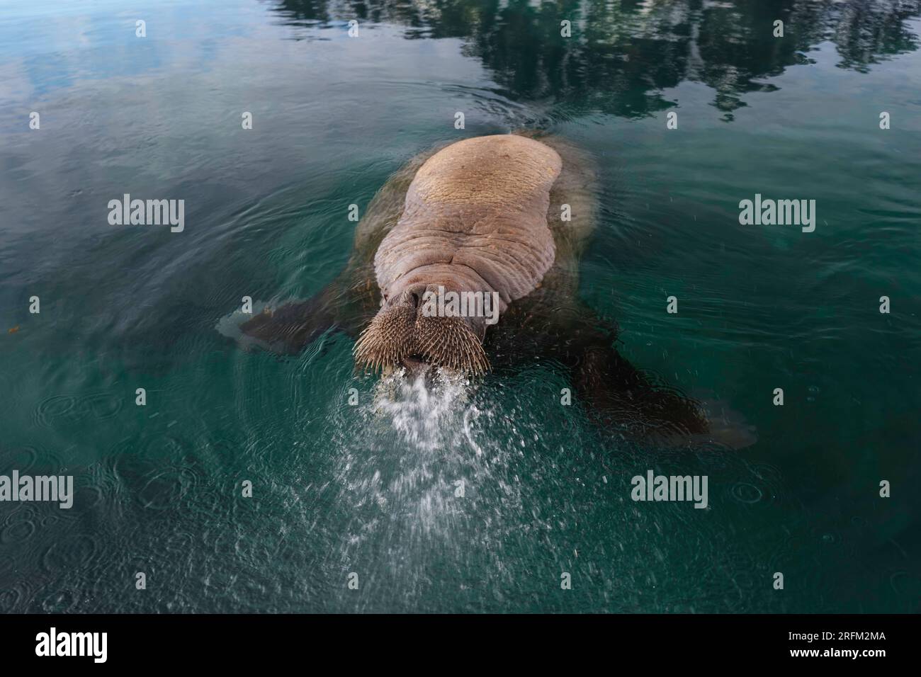 Walrus swimming in the sea in Svalbard Stock Photo - Alamy
