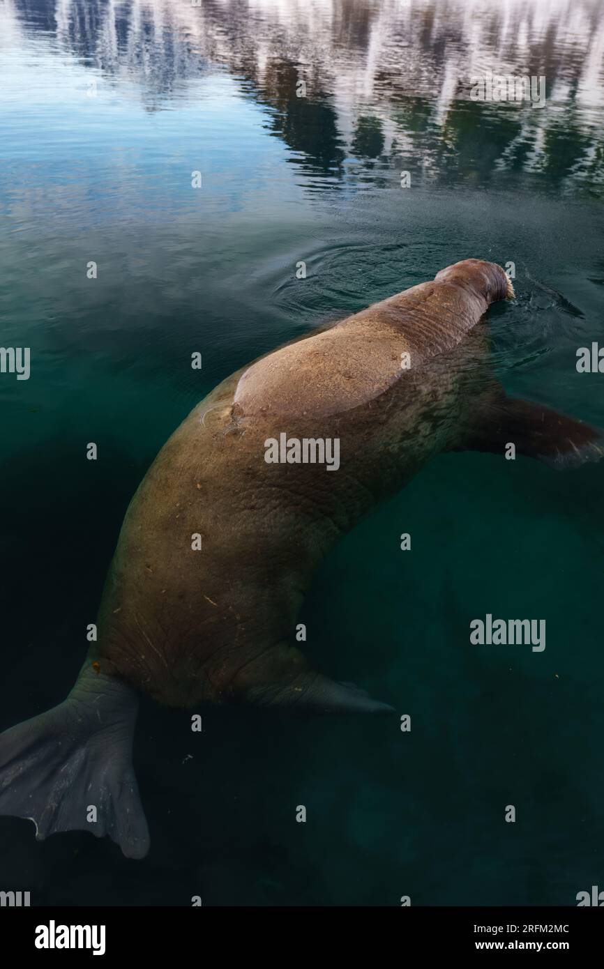 Walrus swimming in the sea in Svalbard Stock Photo - Alamy