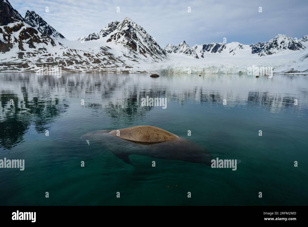 Walrus swimming in the sea in Svalbard Stock Photo - Alamy