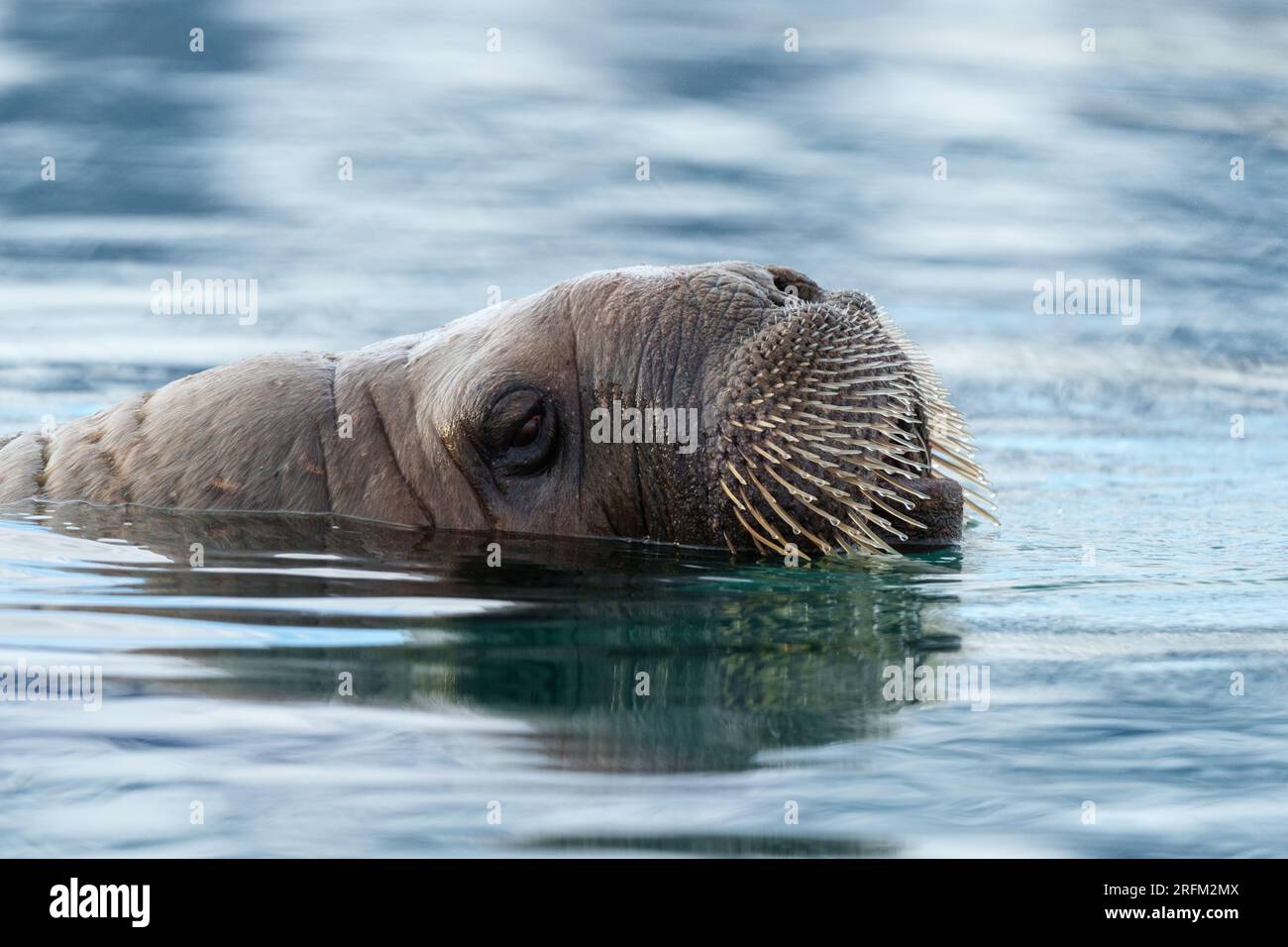 Walrus swimming in the sea in Svalbard Stock Photo - Alamy
