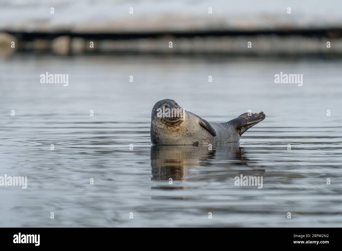 Seal in the arctic water in Svalbard Stock Photo - Alamy