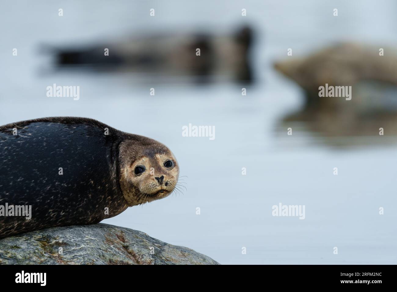 Seal in the arctic water in Svalbard Stock Photo - Alamy