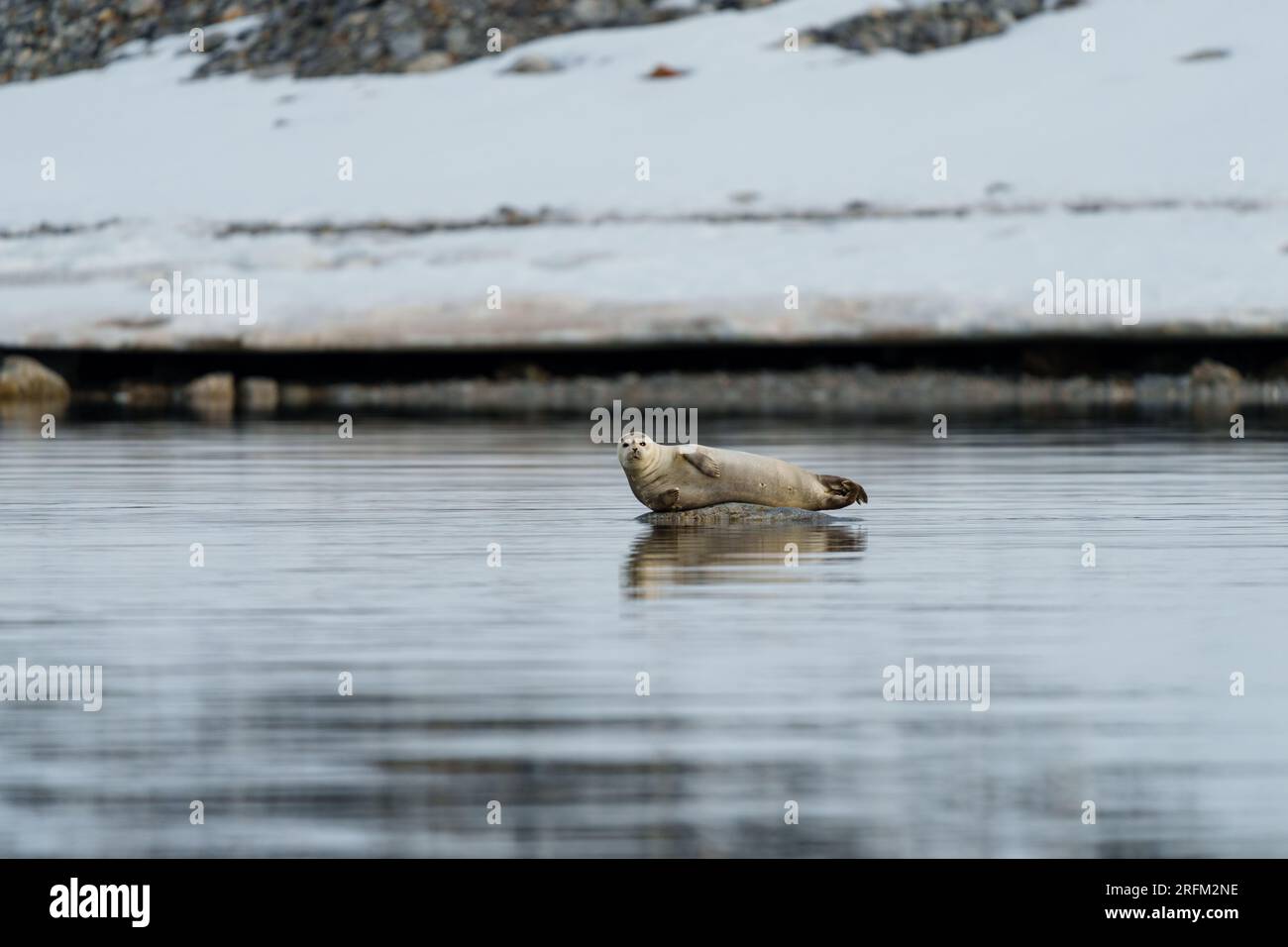 Seal in the arctic water in Svalbard Stock Photo - Alamy
