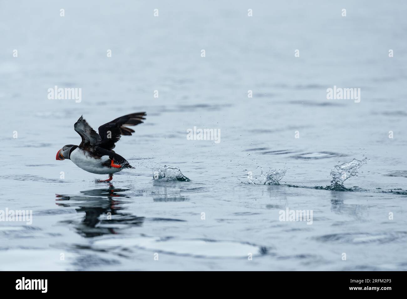 Puffins swimming on the water in Svalbard Stock Photo - Alamy