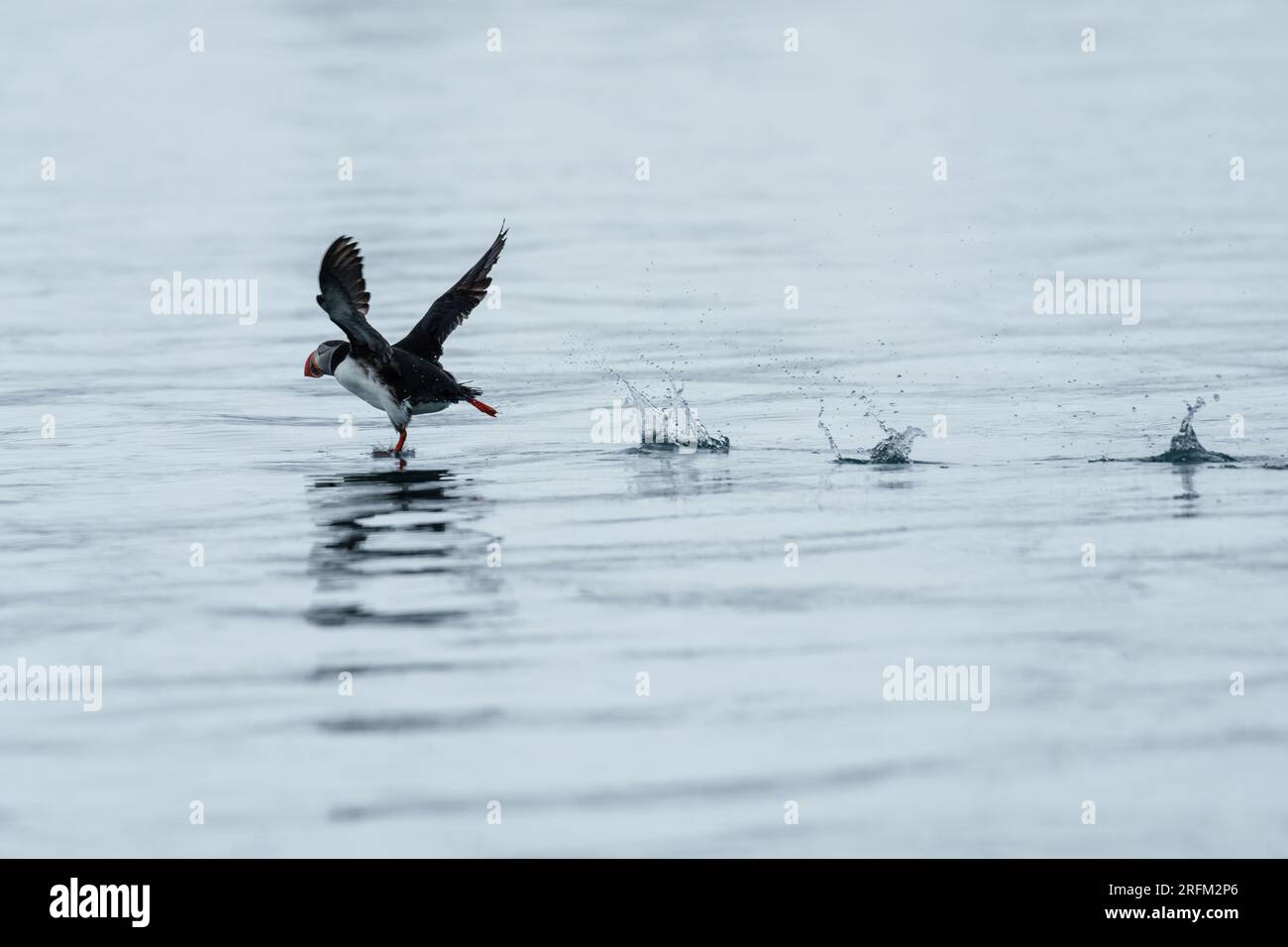 Puffins swimming on the water in Svalbard Stock Photo - Alamy