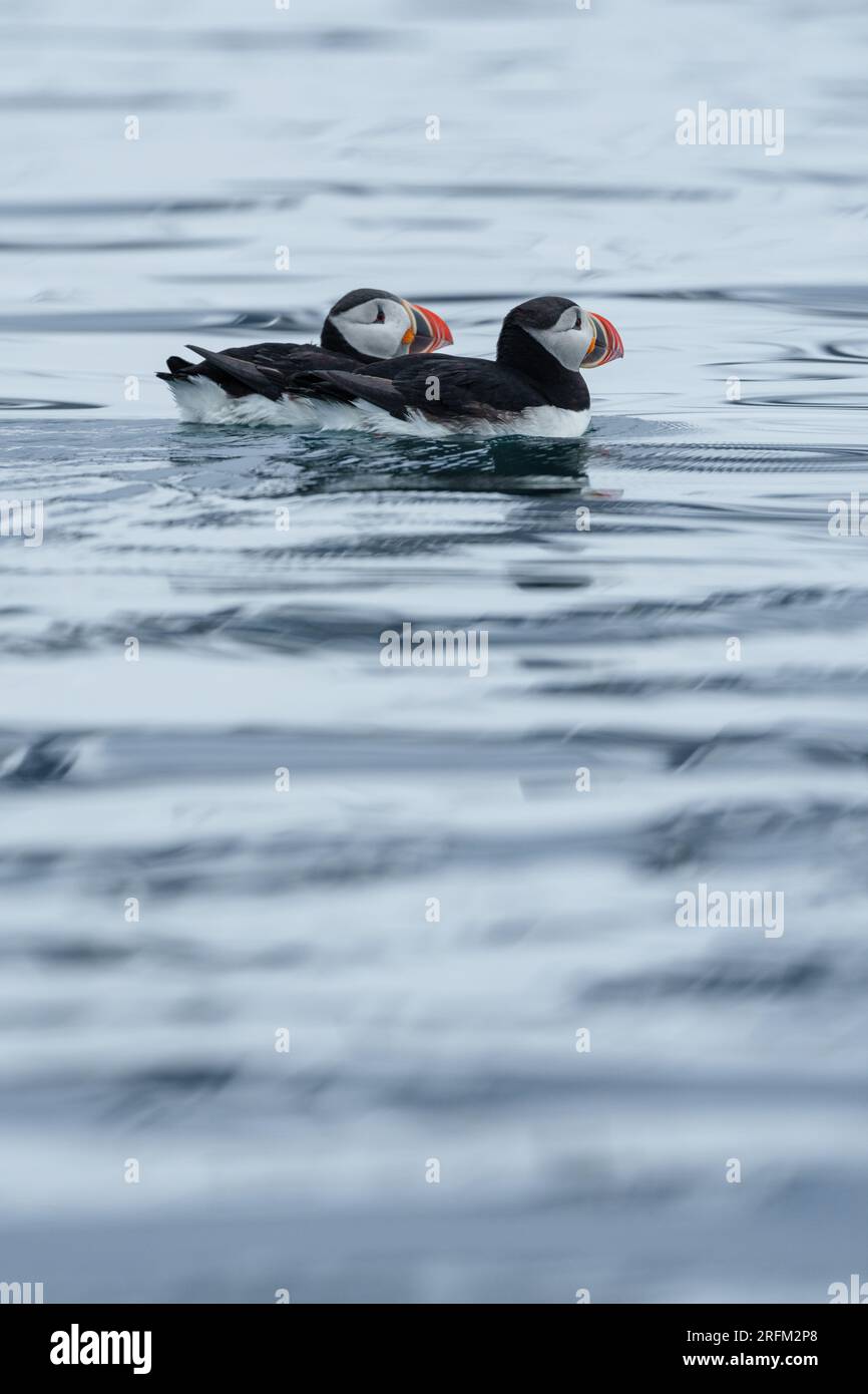 Puffins swimming on the water in Svalbard Stock Photo - Alamy