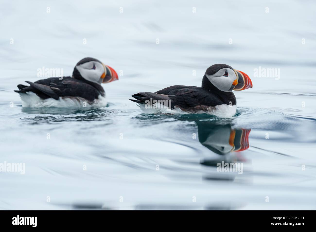 Puffins swimming on the water in Svalbard Stock Photo - Alamy
