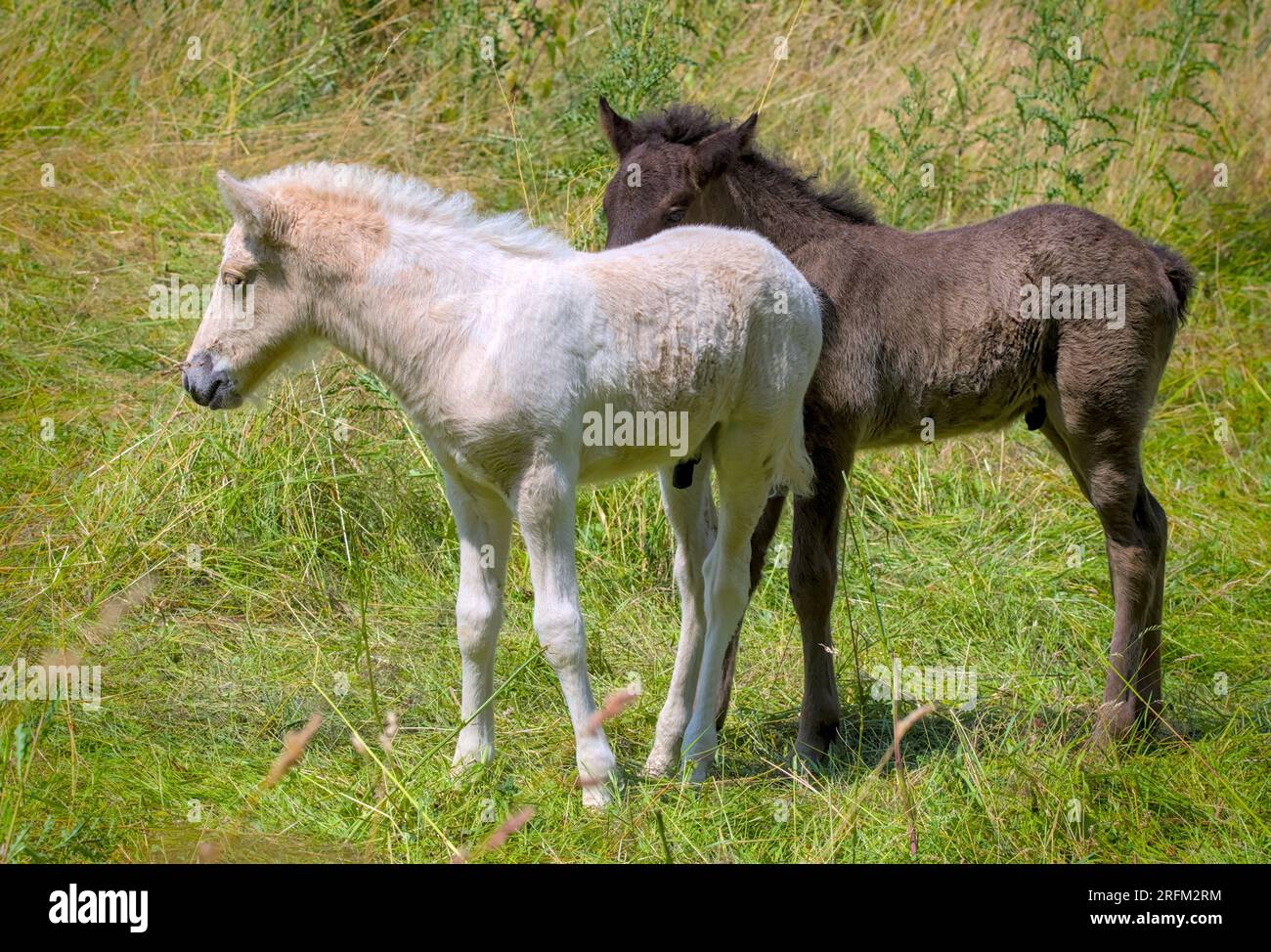 A dark and a white foal of Icelandic horses are playing together in the meadow Stock Photo - Alamy