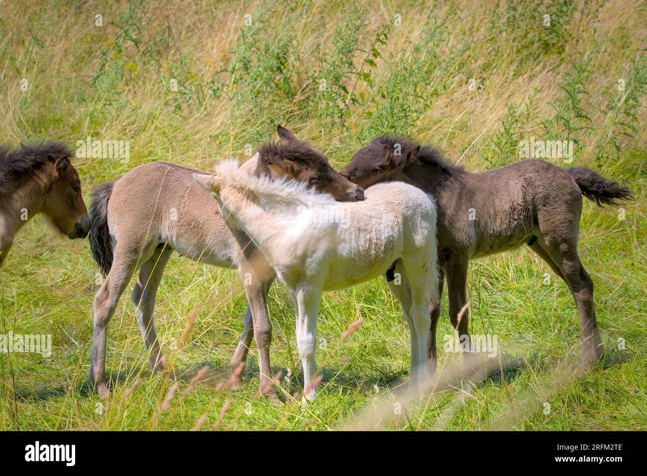 a group of cute colourful Icelandic Horse foals are playing in the meadow Stock Photo - Alamy