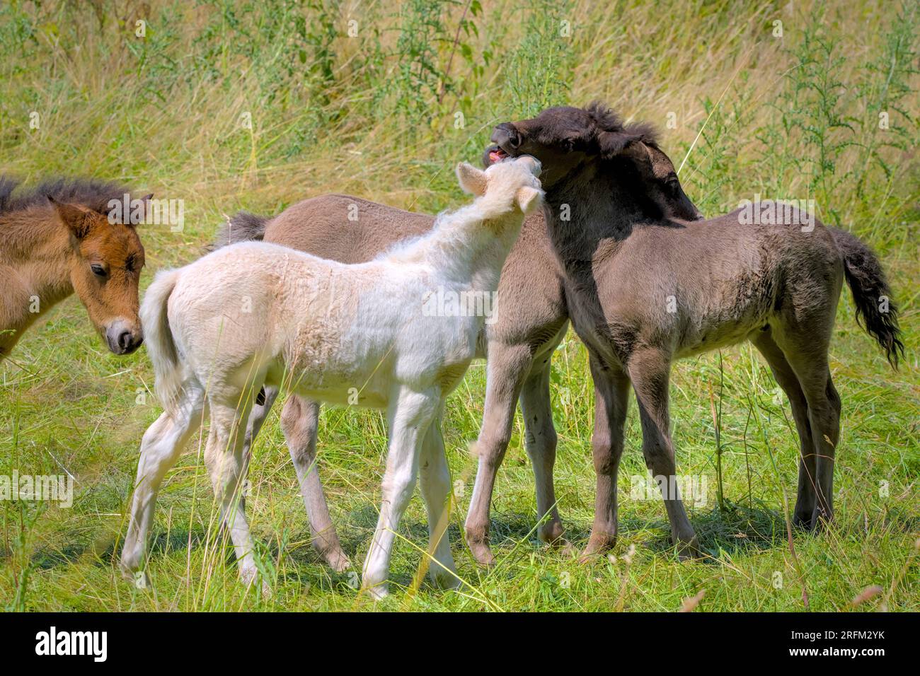 a group of cute colourful Icelandic Horse foals are playing in the meadow Stock Photo - Alamy