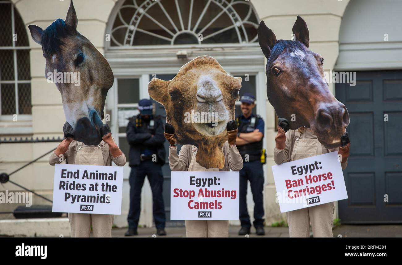 London, England, UK. 4th Aug, 2023. PETA activists with horse and camel ...