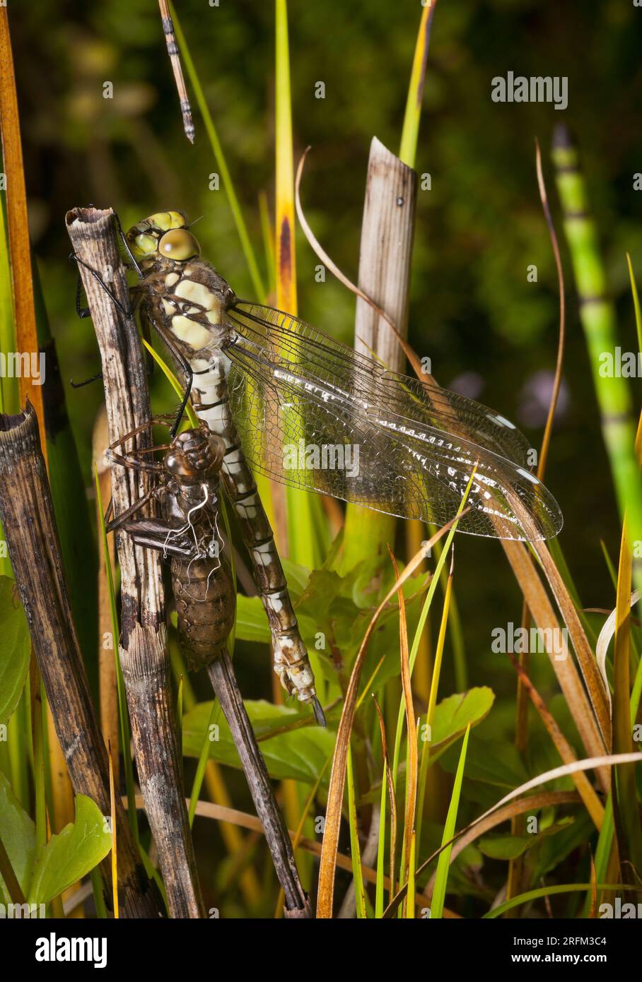 Southern Hawker dragonfly, Aeshna cyanea, Recently emerged from larval ...